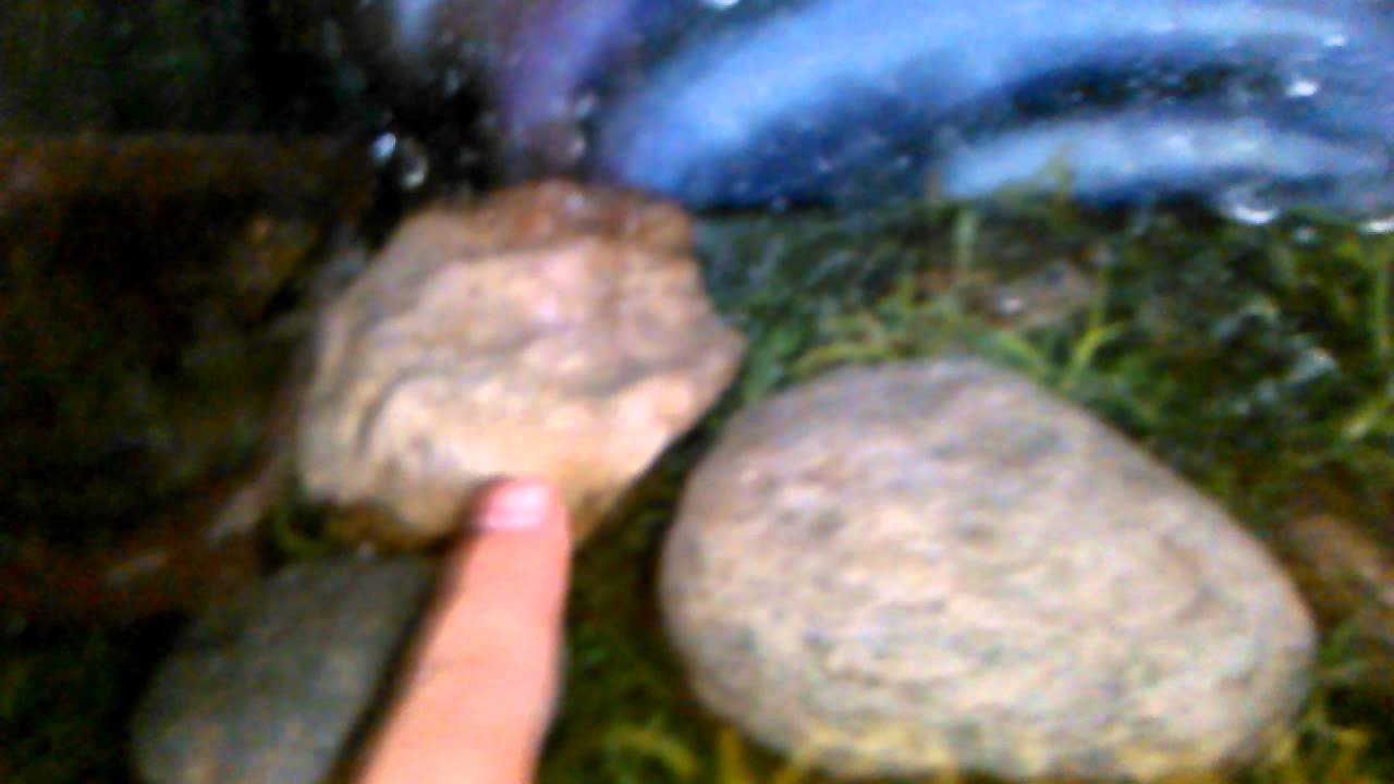 My awesome american toad tank setup - YouTube