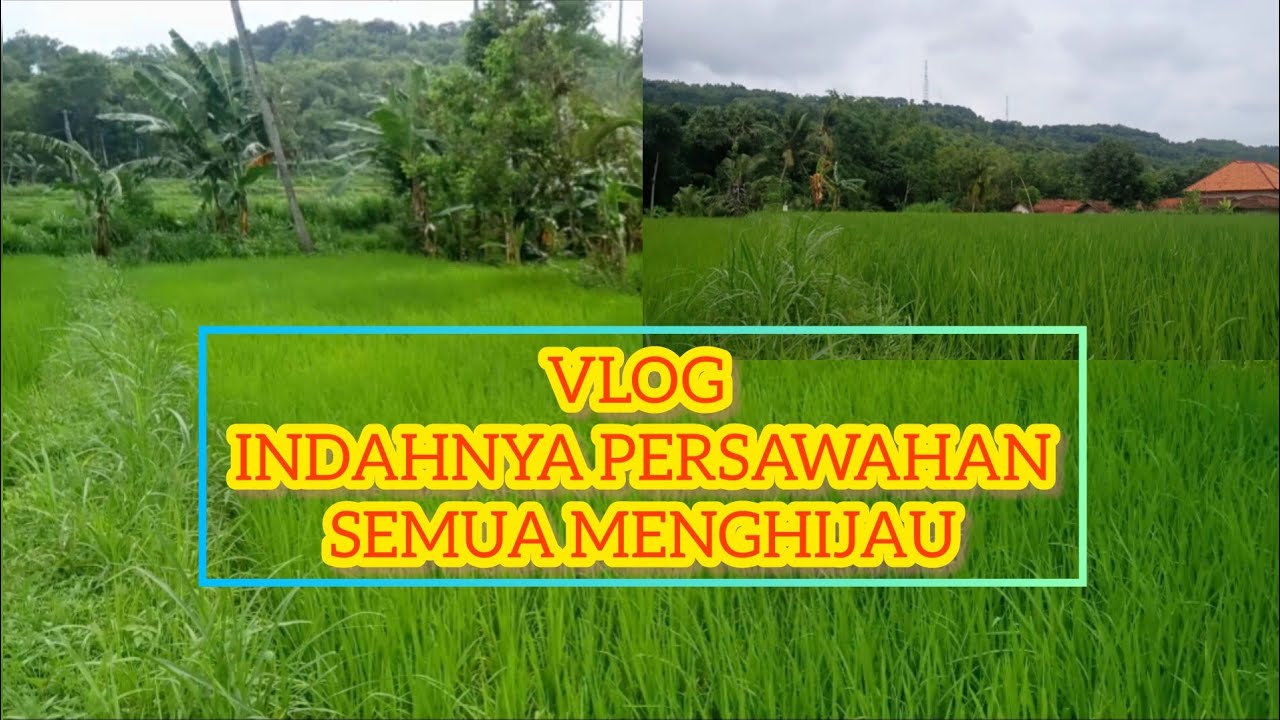 PESONA INDAHNYA PERSAWAHAN #vlog @RRFCHANEL - YouTube