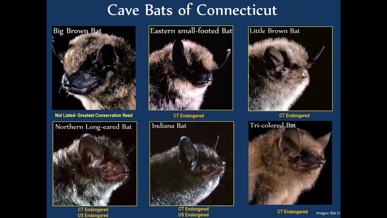 Bats: Diversity and Conservation in Connecticut and Beyond - YouTube