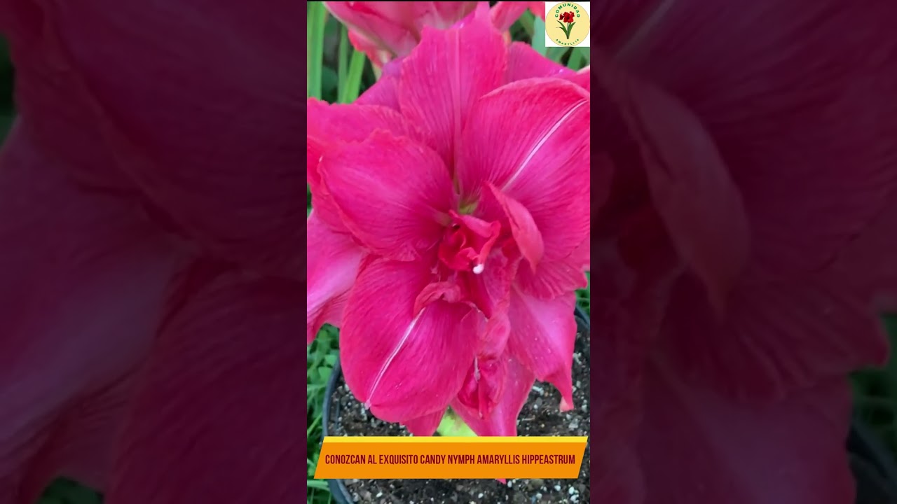#Short Conozcan al exquisito #Amaryllis Candy Nymph #Hippeastrum # ...