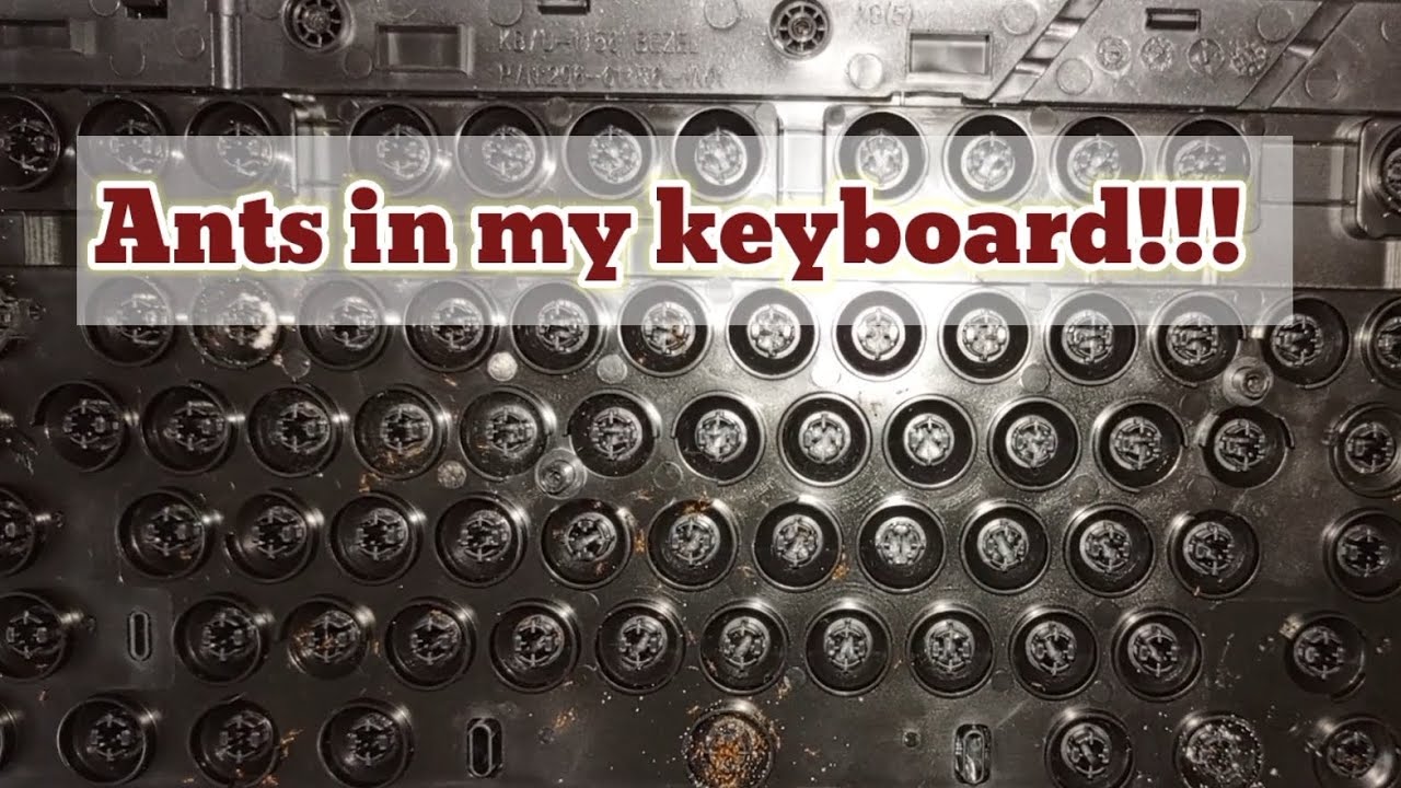 How to get rid of Ants from Keyboard - YouTube
