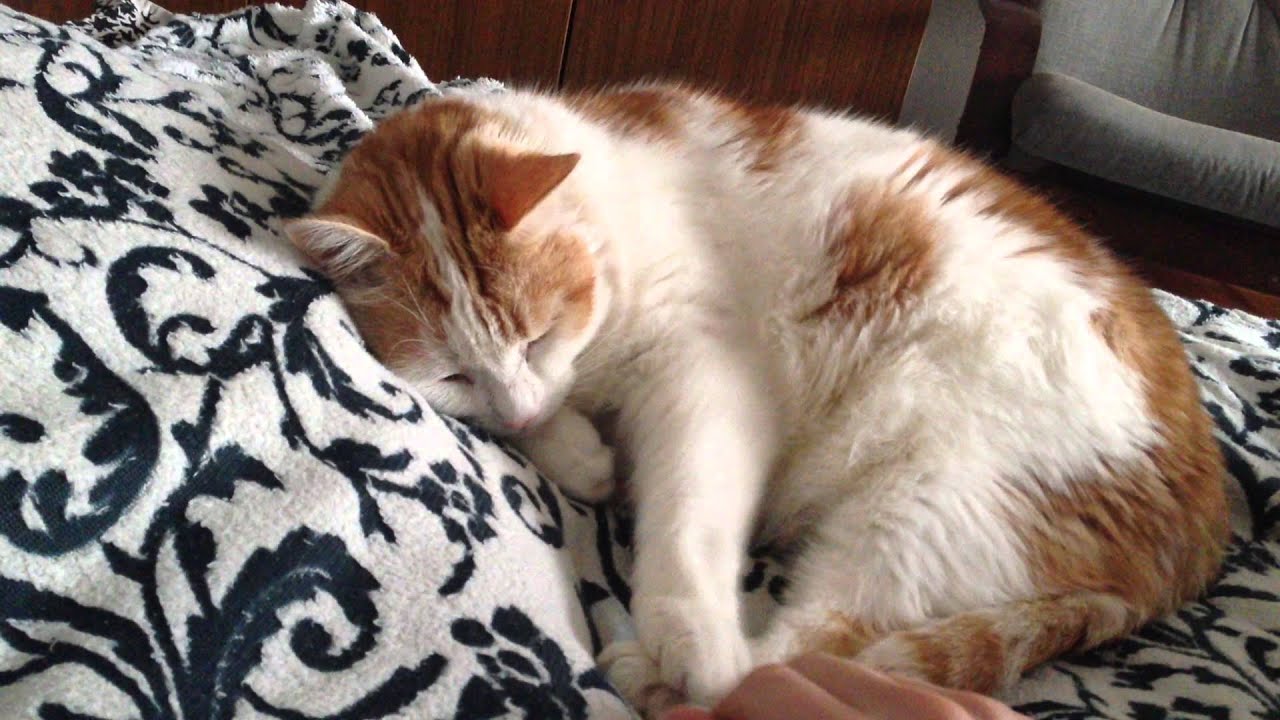 Stubborn cat! - YouTube