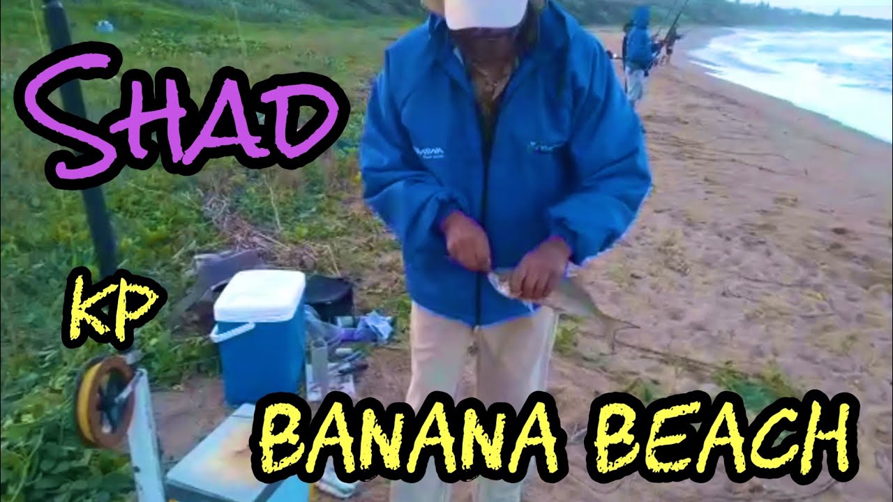Shad Fishing at Banana Beach - YouTube