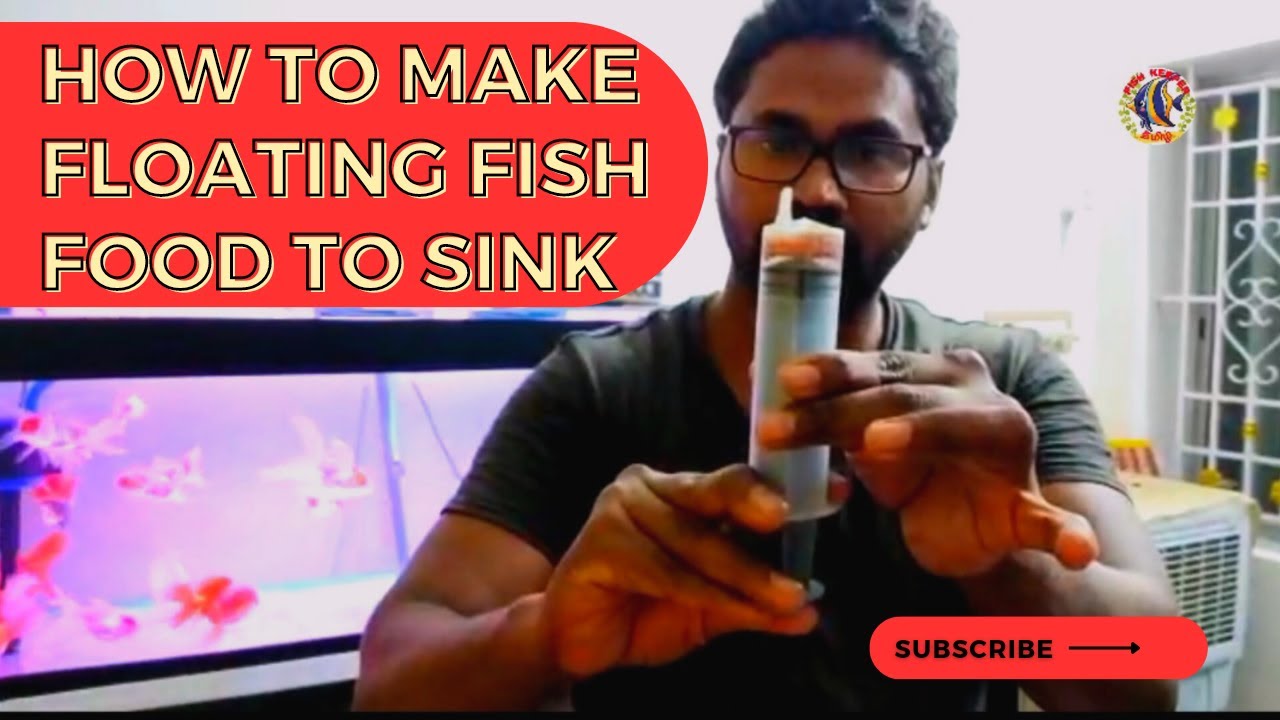 It's Feeding Time | How to make floating fish food to Sink🤔 - YouTube
