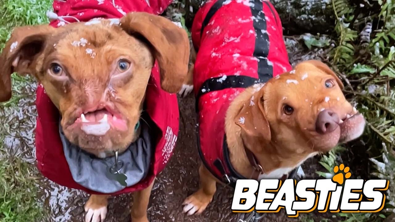 Deformed Dogs Funny
