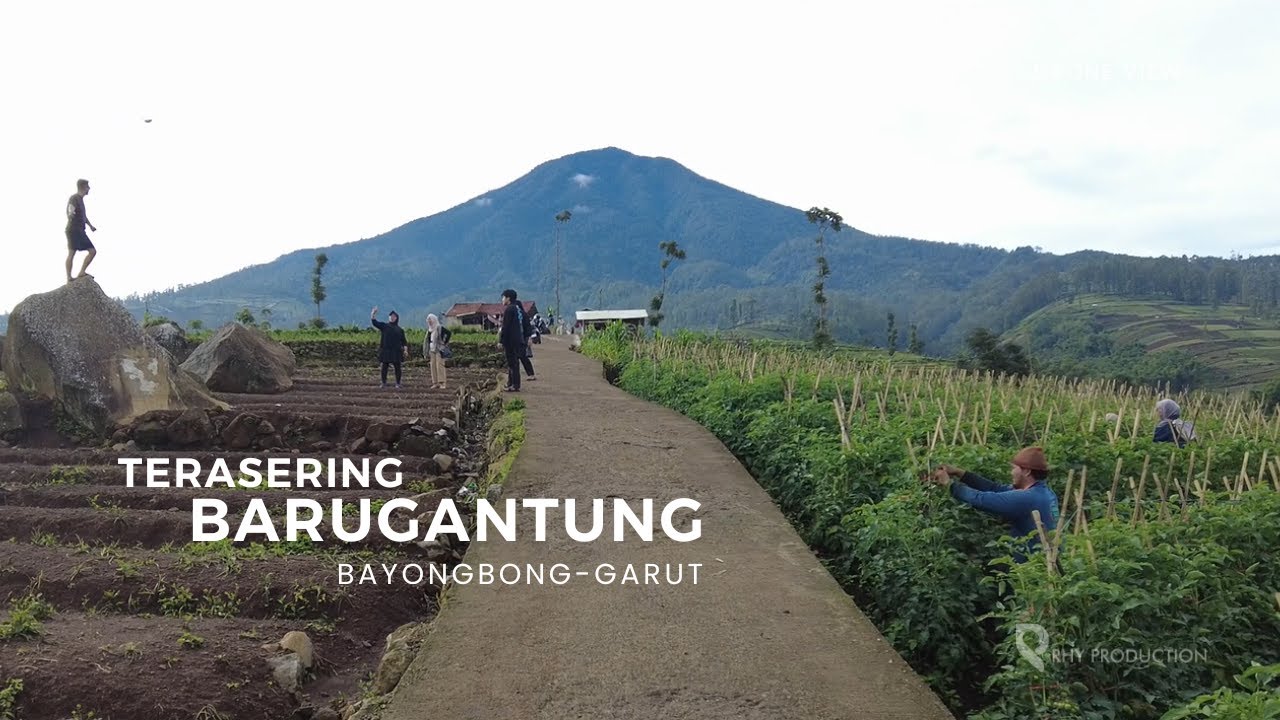 Menikmati Suasana Pagi Terasering Barugantung yang Sejuk dengan Latar ...