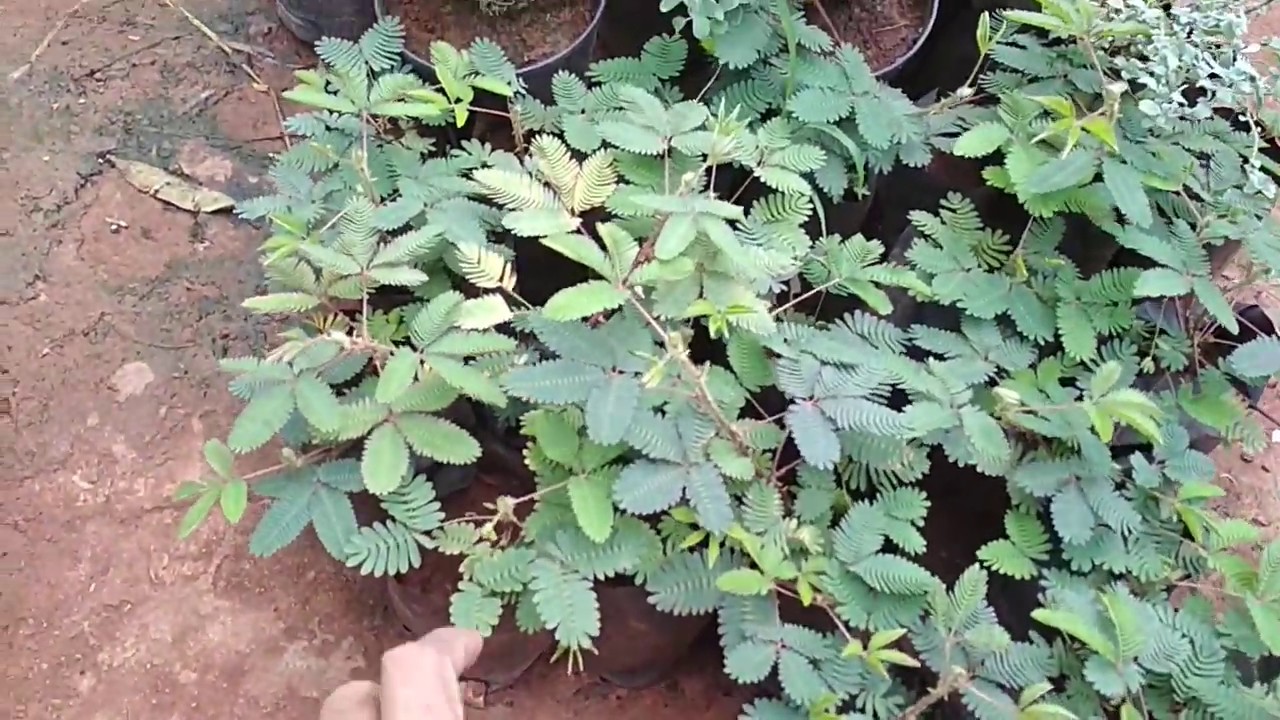 See Touch Me Not Plant, A Wonderful Video Never Seen Before - YouTube