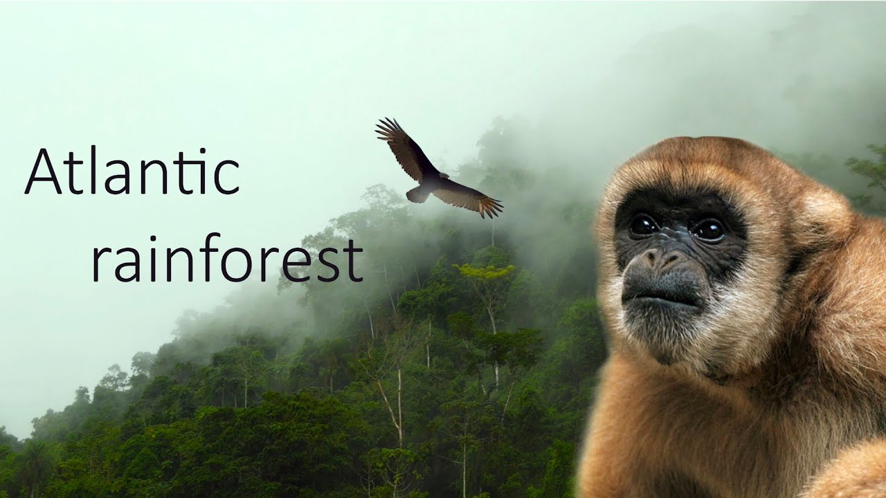 Mata Atlântica - a hotspot of biodiversity - YouTube