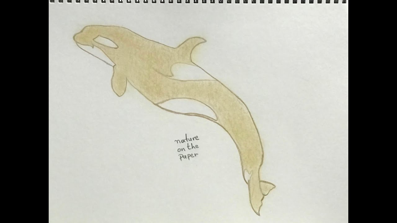 HOW TO DRAW ORCA/ ALBINO/ WHALE/ΠΩΣ ΝΑ ΖΩΓΡΑΦΙΣΩ ΜΙΑ ΟΡΚΑ/ ΑΛΠΙΝΟ ...