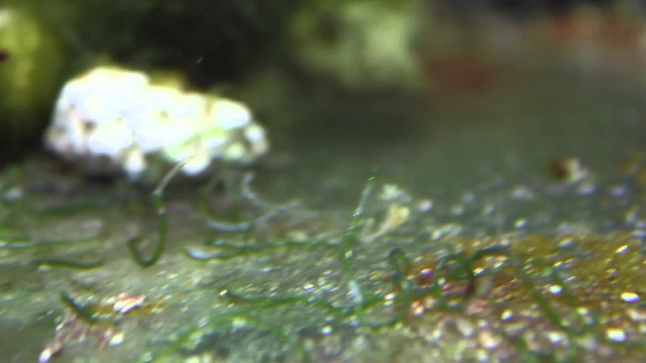 Spaghetti worm - YouTube