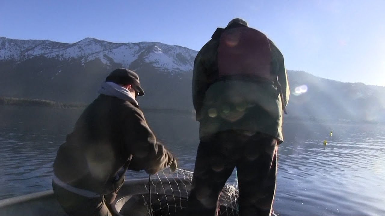 Gill netting HUGE trout - YouTube