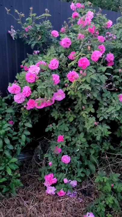 Розовое варенье одно из моих самых любимых 🥰 #розы #дача #цветы # ...