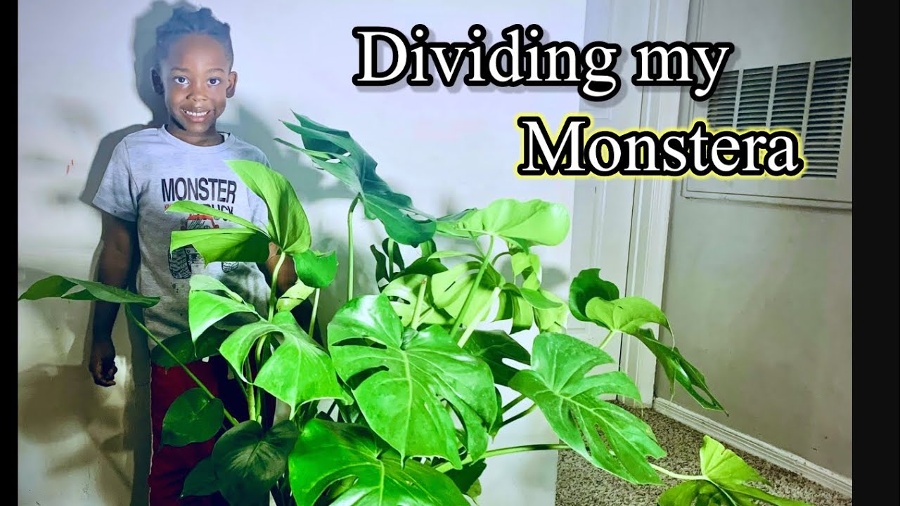 Seperating Monstera Plant | DIVIDING AND REPOTTING my MONSTERA #plants ...