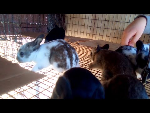 When Should You Take Baby Rabbits Out of Their Nestbox? | Mimicking ...