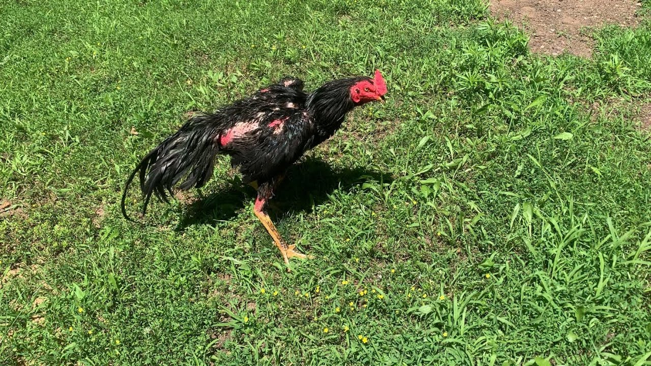 Qaib Thai - Ninja 2024 - YouTube