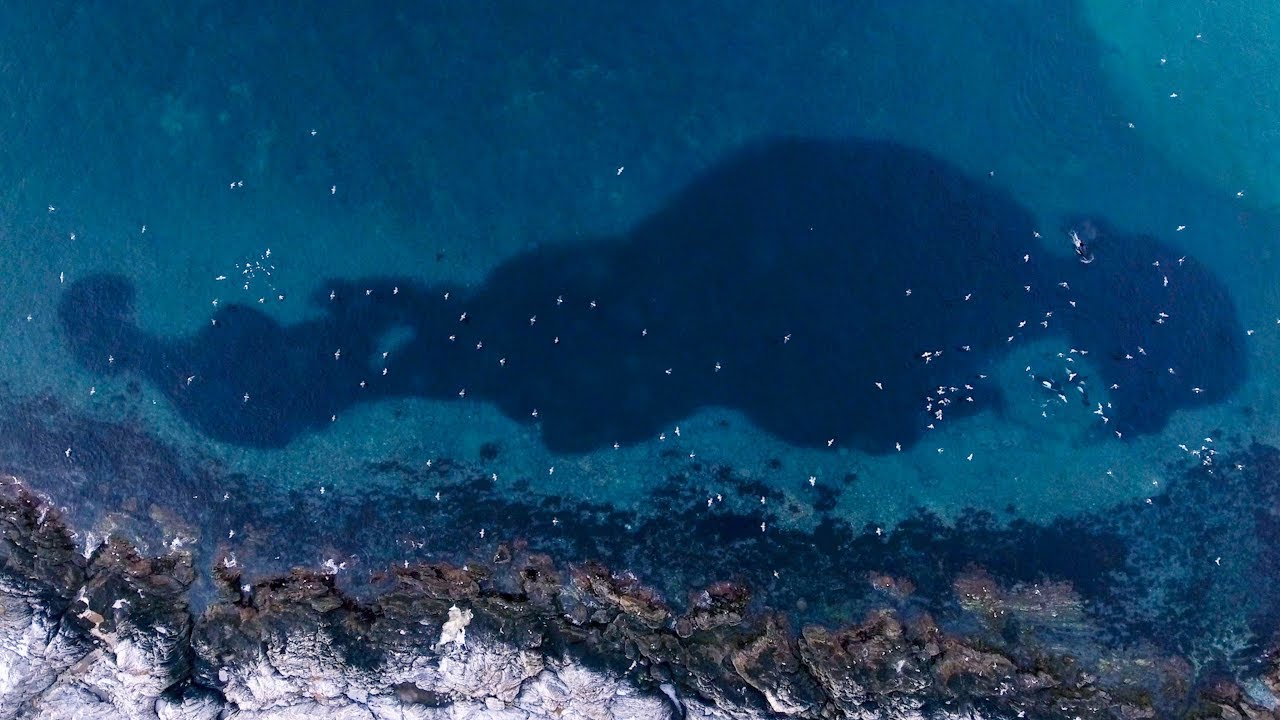 The Feast, Orcas and Humpback whales hunting herring in Norway - YouTube