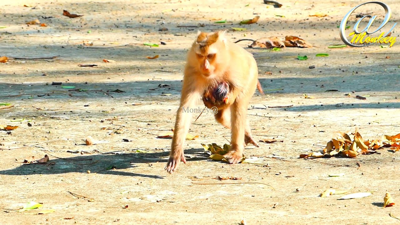 Lipa Monkey is an abandoned monkey but she has the experience to take ...