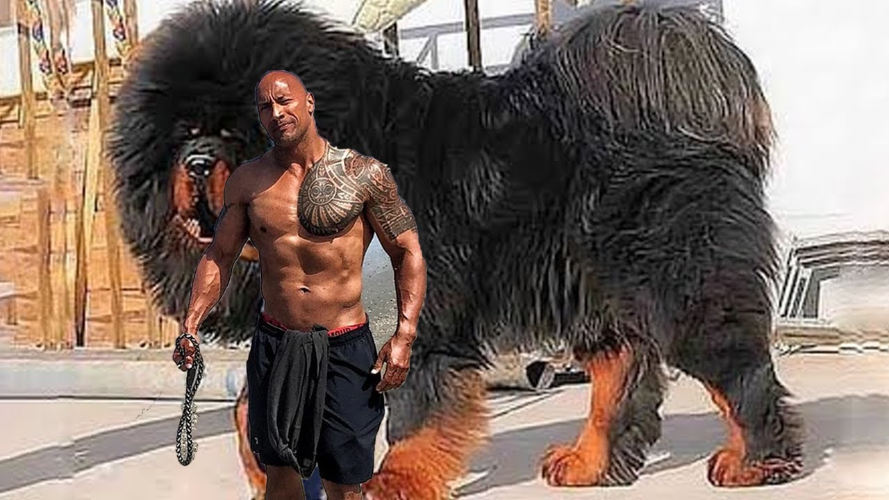 20 WWE Superstars Their Dogs Whose Pet Do You Like The Most YouTube 20-wwe-superstars-their-dogs-whose-pet-do-you-like-the-most-youtube