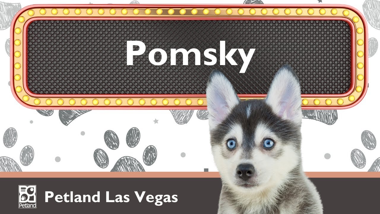 Raise the Ruff with Pomsky Fun Facts - YouTube