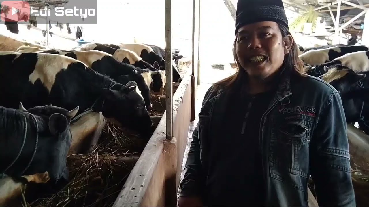Kandang Sapi Banteng Betawi Spesialis Sapi Fh jantan - YouTube