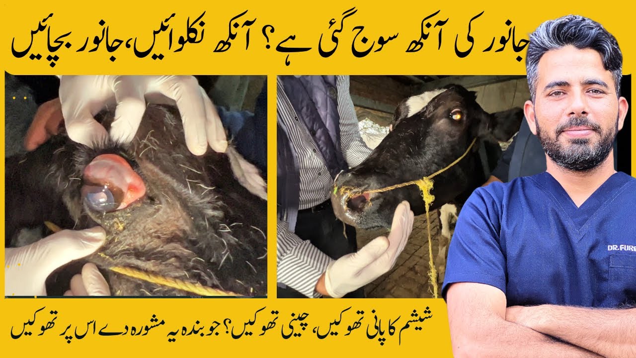 Eye tumor in cow | squamous cell carcinoma of eye in cow | nasal ...
