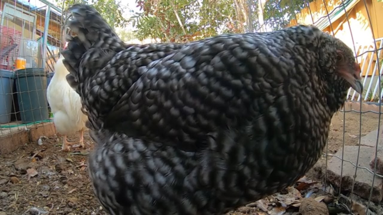 Backyard Chickens Up Close! HD Chicken Long Video Hens Clucking ...