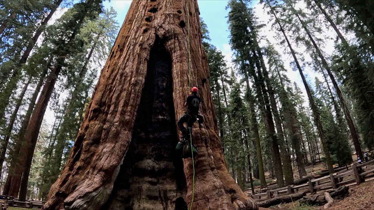 Climbing the General Sherman - YouTube