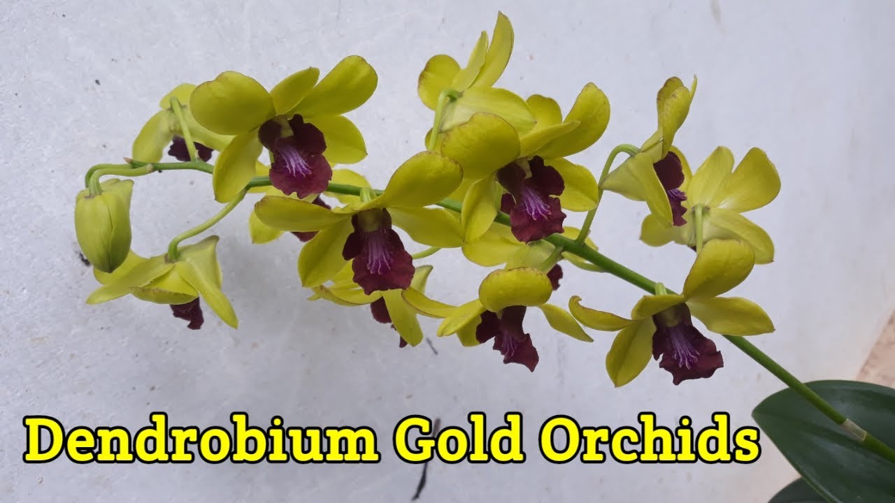 Dendrobium Gold Orchids | Flower | Dendrobium - YouTube