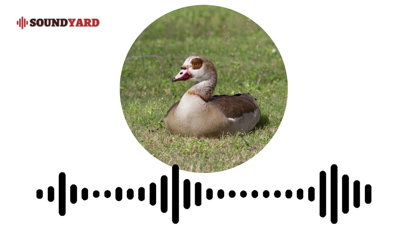 Egyptian Goose Sound, Egyptian Goose Call and Song [Audiogram Version ...