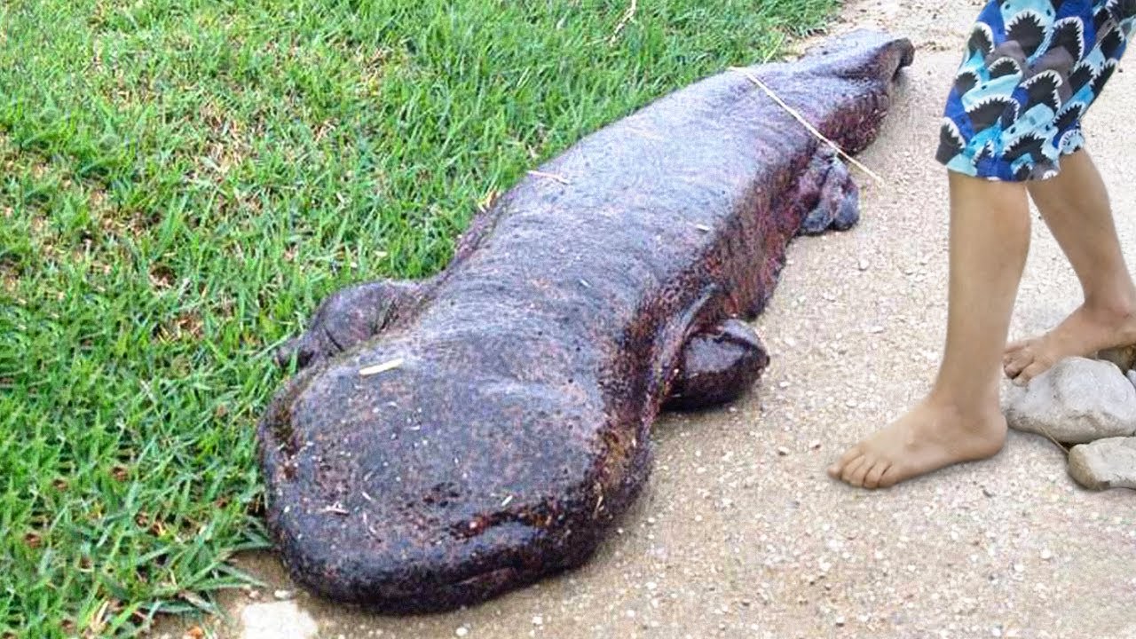 9 ANIMALES MÁS GRANDES DE LO QUE PUEDAS IMAGINAR - YouTube