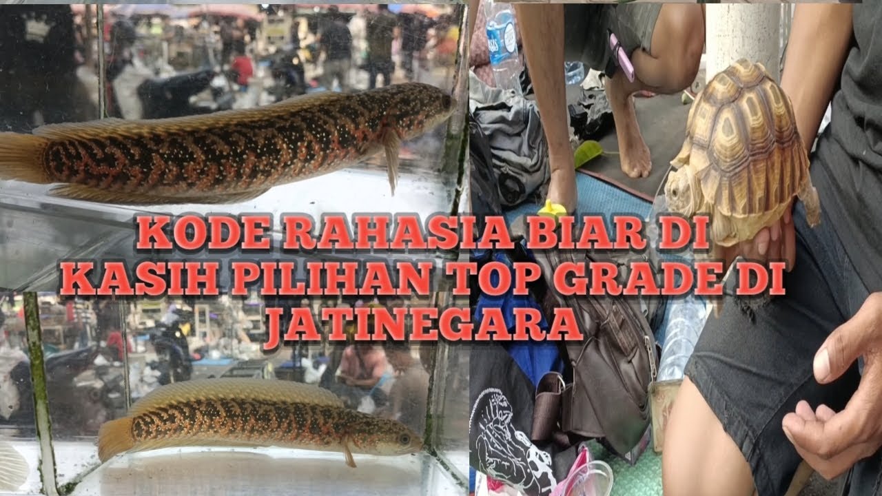 RARE FISH !!! TOP SELLING - YouTube