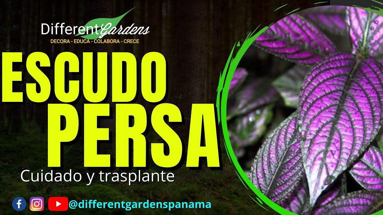 🌱ESCUDO PERSA, cuidados y reproducción🌱 - YouTube