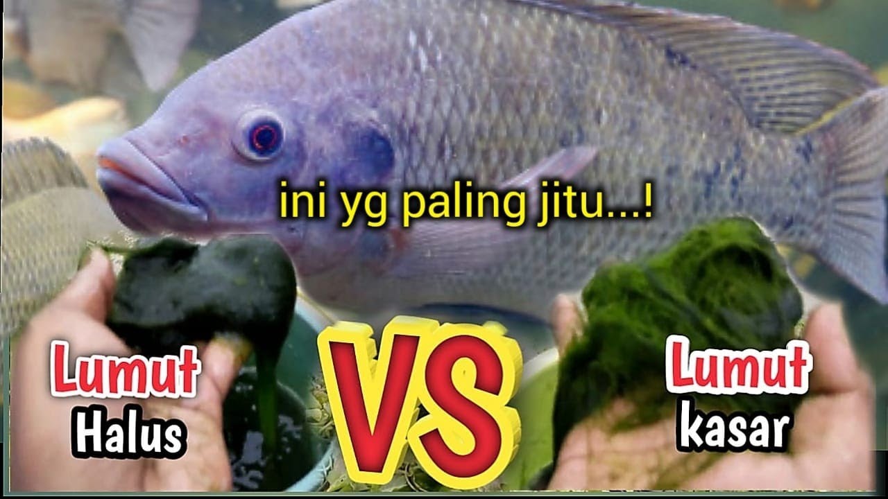 perbandingan antara lumut kasar dan Halus‼️Benarkah ini ada perbedaan ...