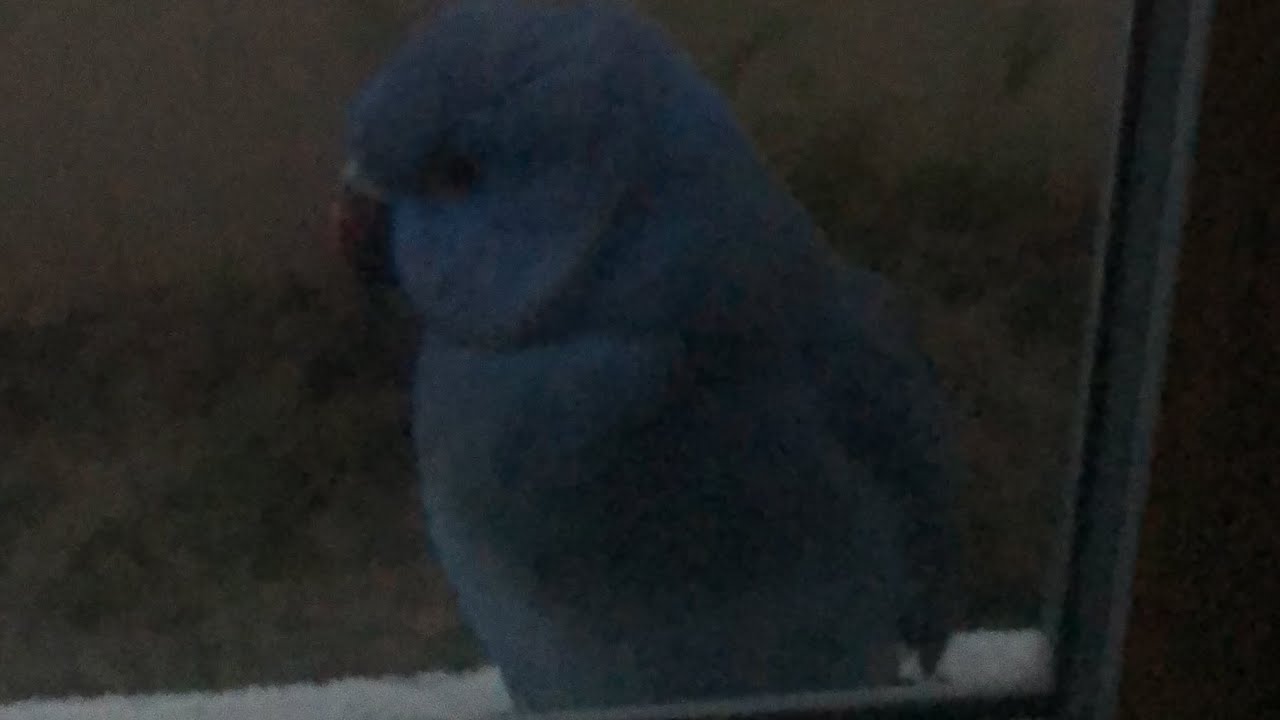 Bird tryna break into my 🏠 - YouTube