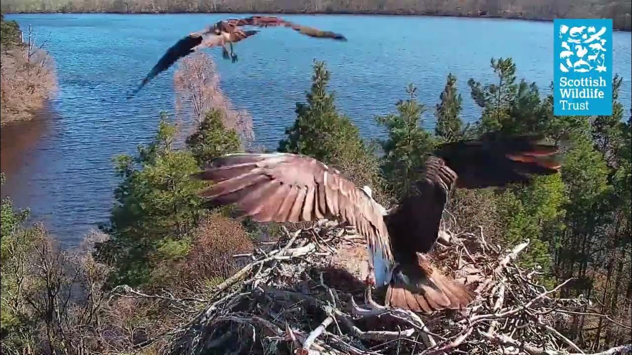 Multiple Osprey Intrusions in One Day (Loch of the Lowes Osprey Webcam 2023) - YouTube