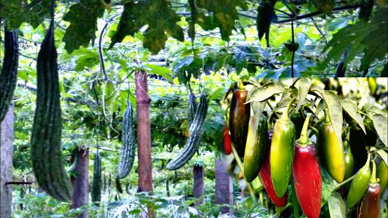 Daming gulay | FARM TOUR | BUHAY PROBINSYA | Jash Embay - YouTube