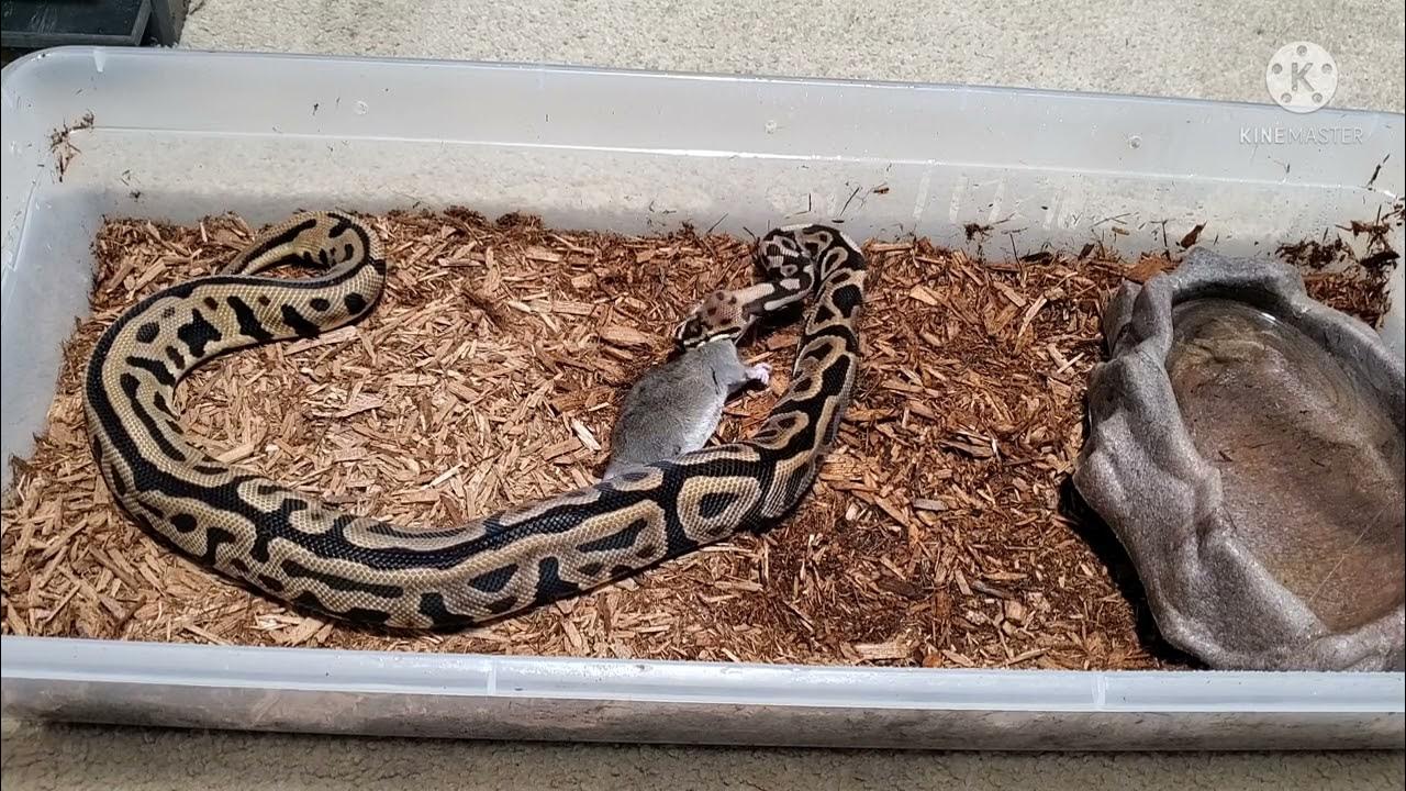 Warning!!! Live Feeding/ Ball Python Eating a Small Rat - YouTube