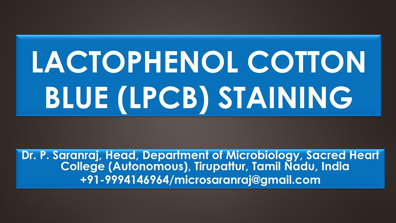 Lactophenol Cotton Blue Lpcb Staining Youtube