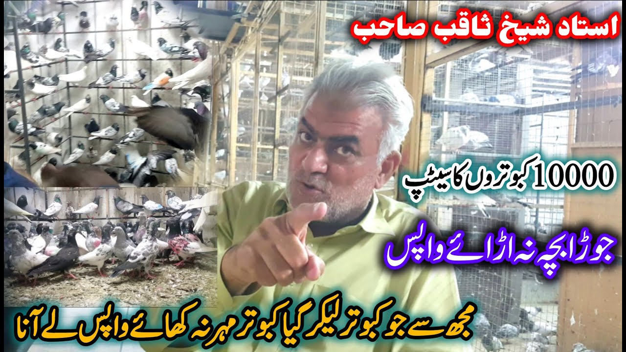 10000 Kabootaru Setup Kamal Kabootar || Sheikh Saqib || 0333-5754-567 ...