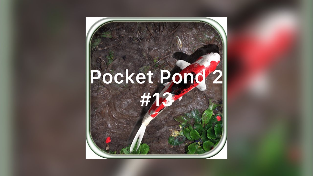 Pocket Pond 2 #13 Filling Up Another Pond - YouTube