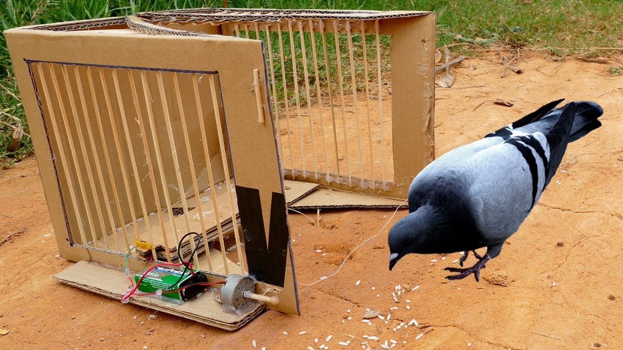 Bird Trap Technology - Trap bird machine (part 1) - YouTube