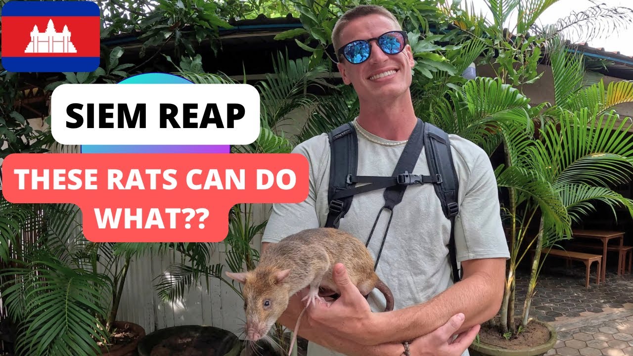 Meet the World’s Smartest Rats in Siem Reap! - YouTube