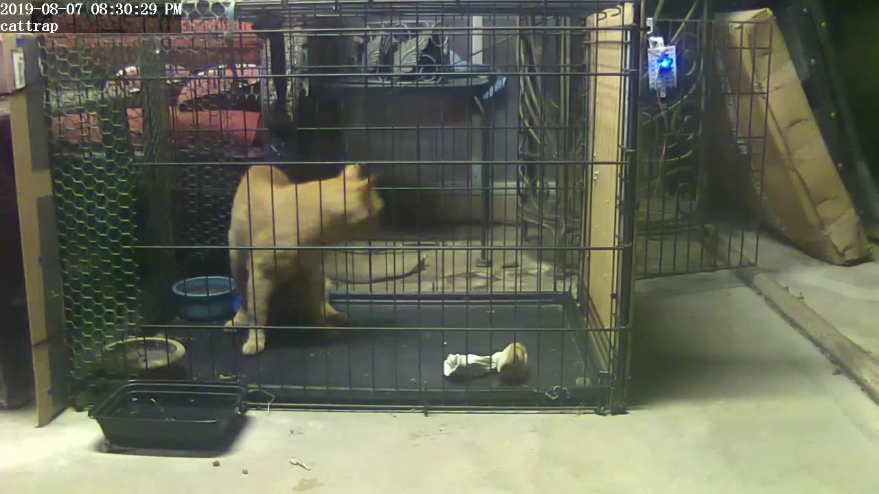 orange cat capture - YouTube