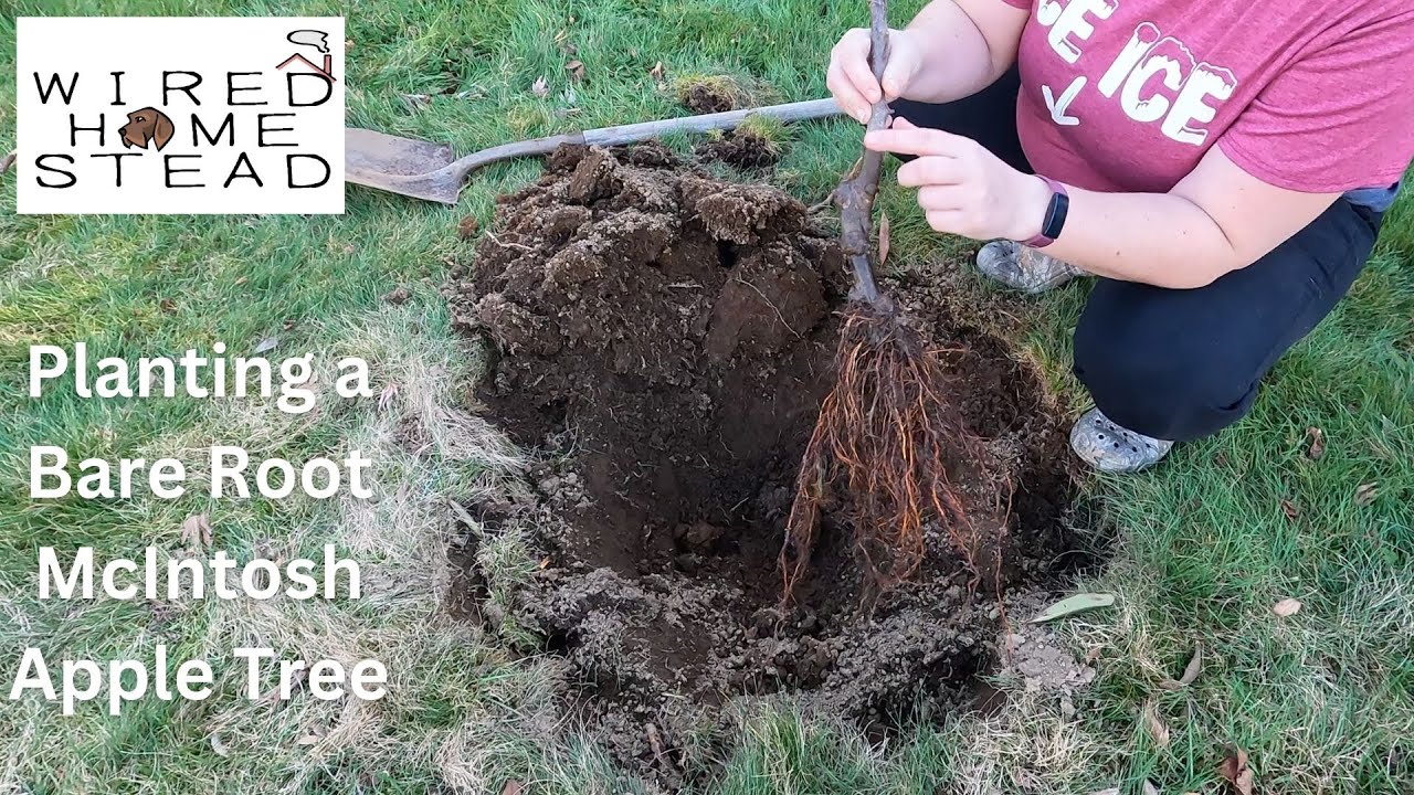 Planting a Bare Root McIntosh Tree | Getting Behind on Gardening - YouTube