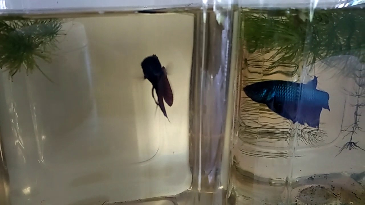 Betta Smaradigna (Wild Fighting fish) - YouTube