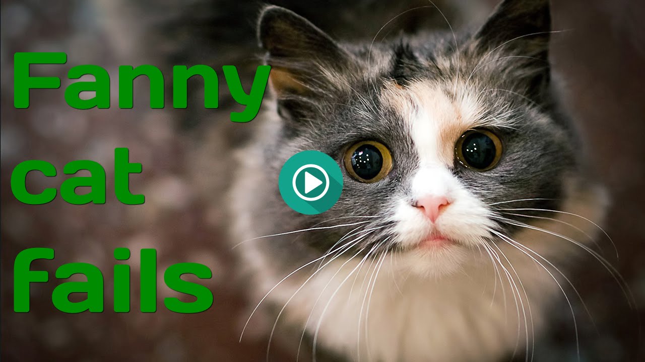 Funny Cats compilation. Cat fails - YouTube