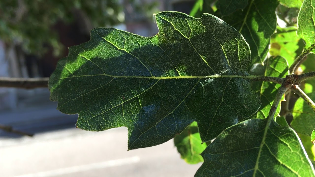 Lucombe Oak - leaf close up - October 2018 - YouTube