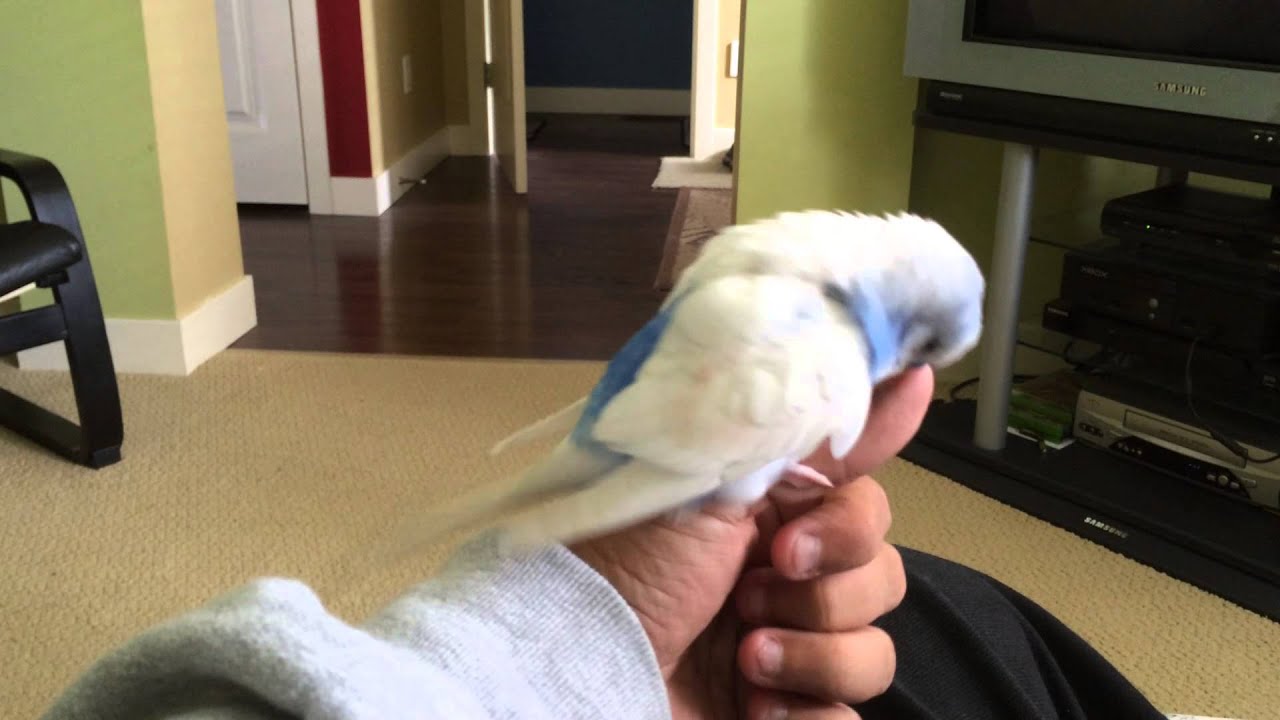 Budgie Hump Day, horny bird, haul video, bought this bird some time ago ...