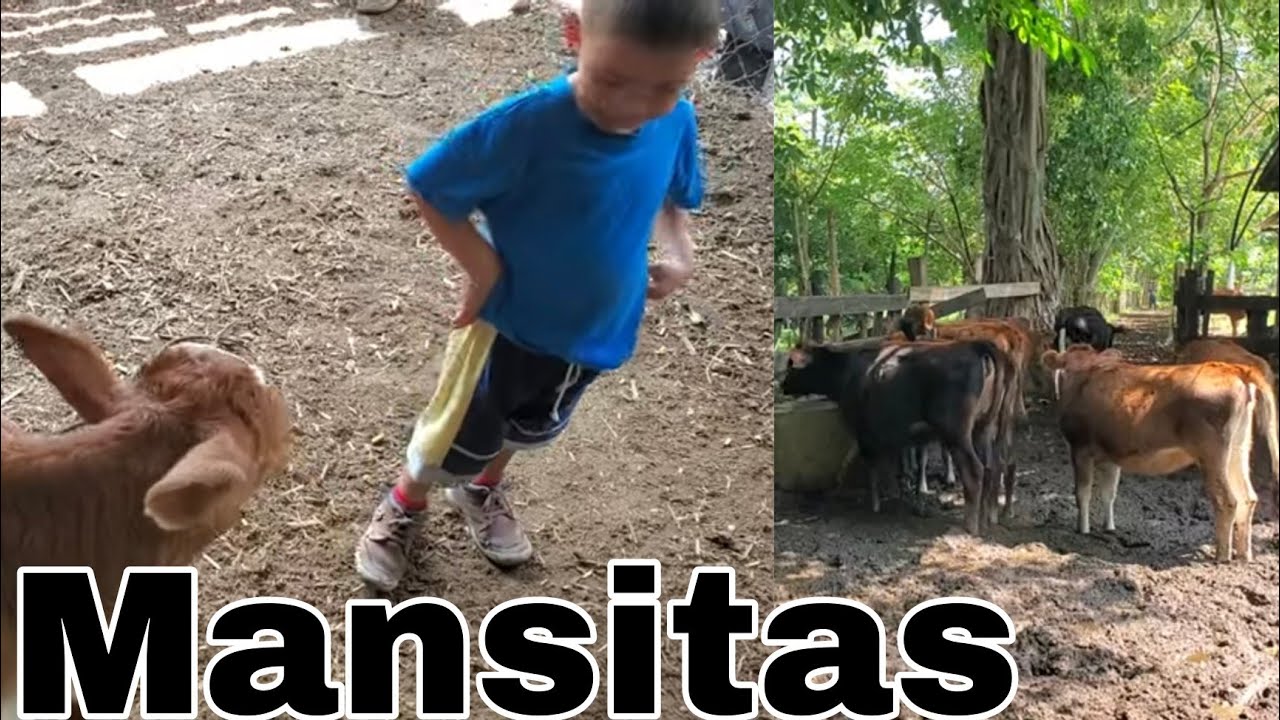 Estas vacas casi que se pastorean solas mira que Mansitas son. - YouTube