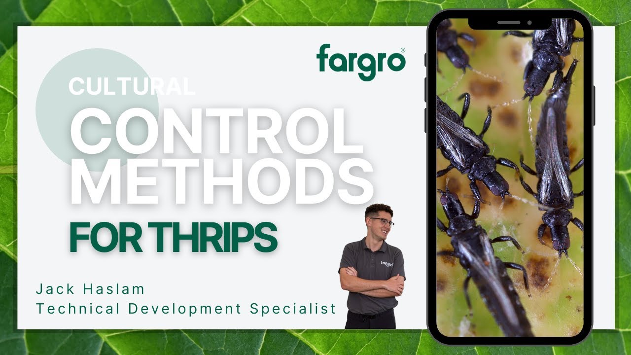 Cultural control methods for thrips - YouTube
